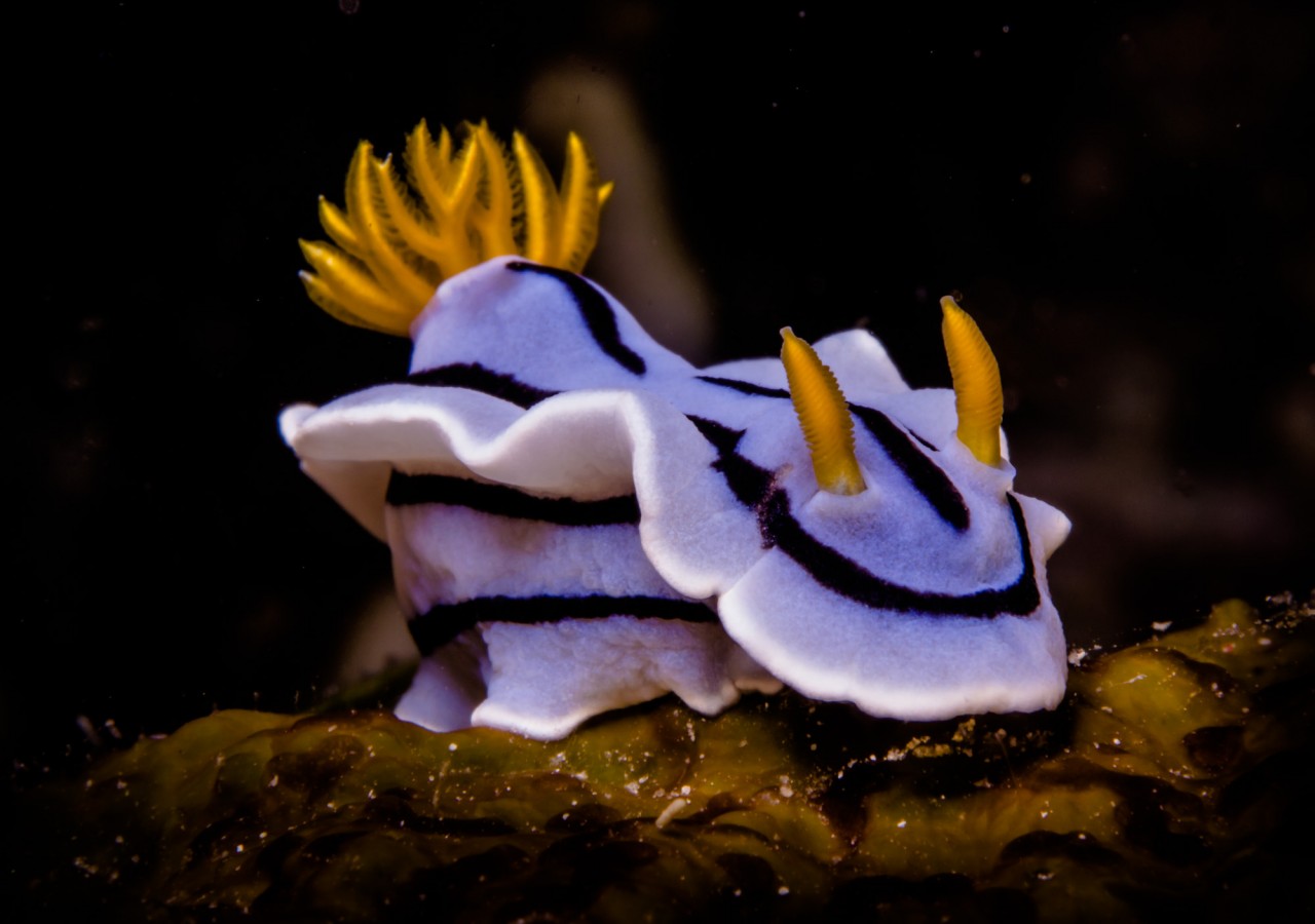 BUNAKEN-BANGKA-LEMBEH DIVE PACKAGE | Indonesia 2020