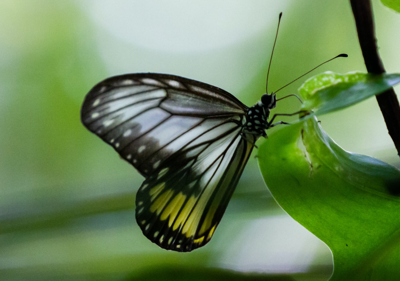 Lore Lindu National Park Trip | Sulawesi | Indonesia