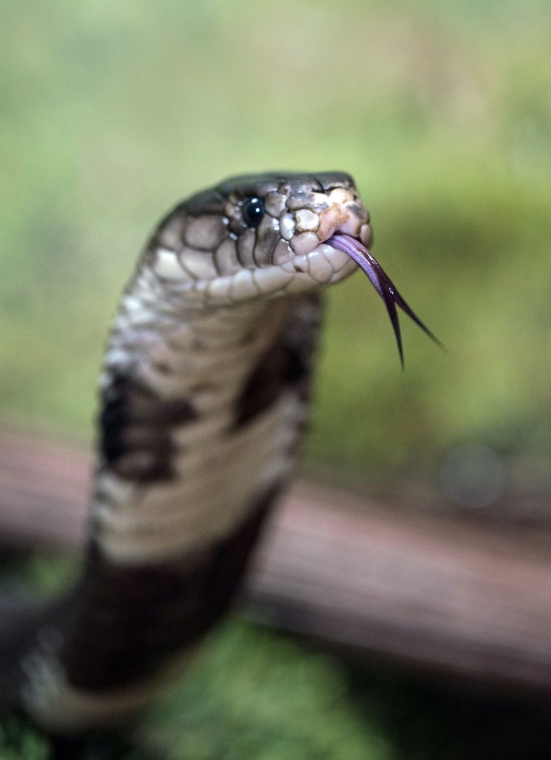 Snakes in Bali and how to behave... 🐍 first aids ☑️