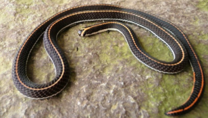 Snakes in Bali and how to behave... 🐍 first aids ☑️