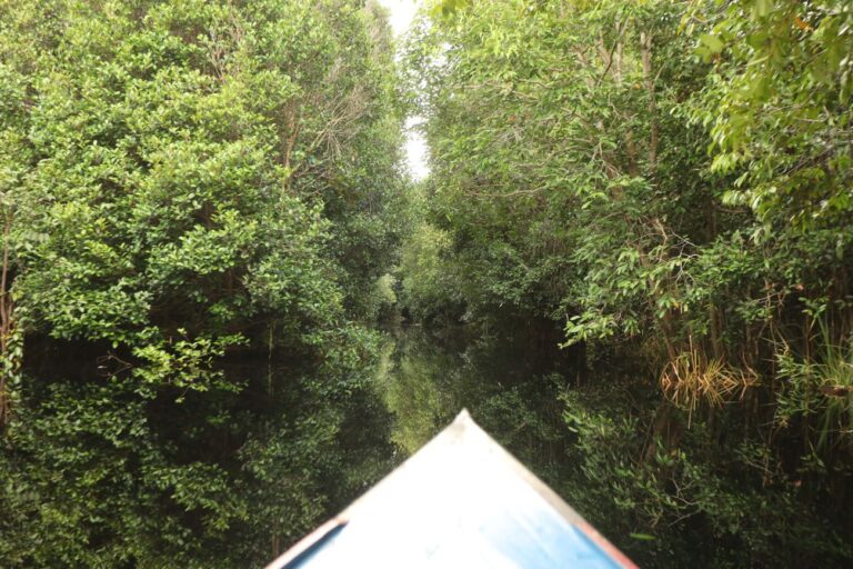 Orangutans in Indonesia: Travel to Borneo or Sumatra? 🦧